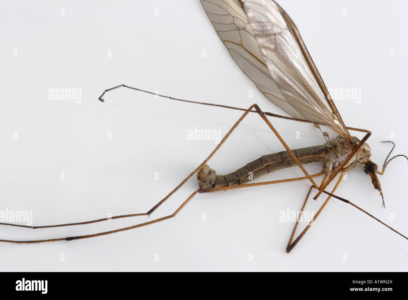 Dead crane fly Tipula maxima close up England Stock Photo - Alamy