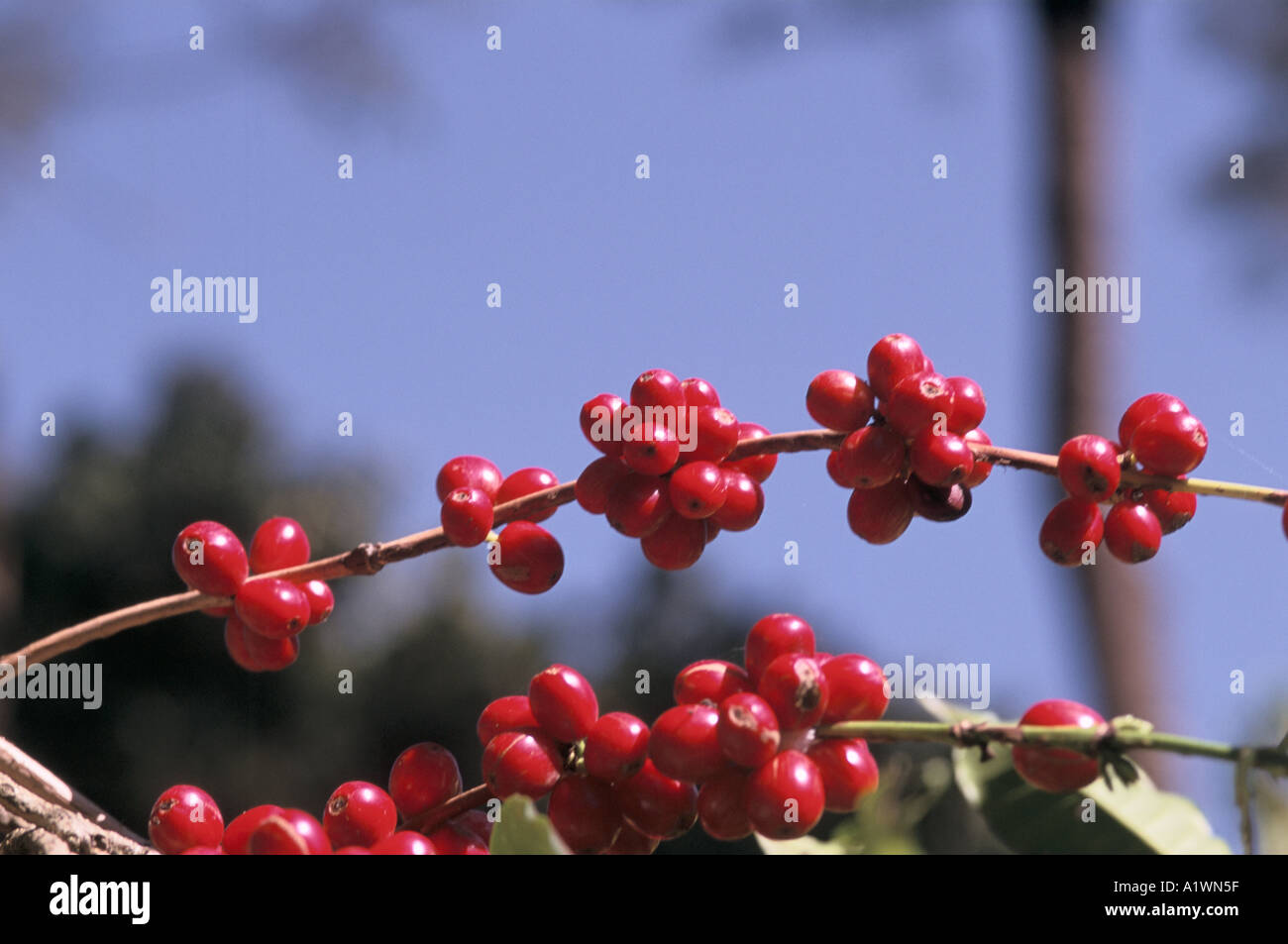 Bright red COFFEE BERRIES . Lake Tana.ETHIOPIA Stock Photo - Alamy
