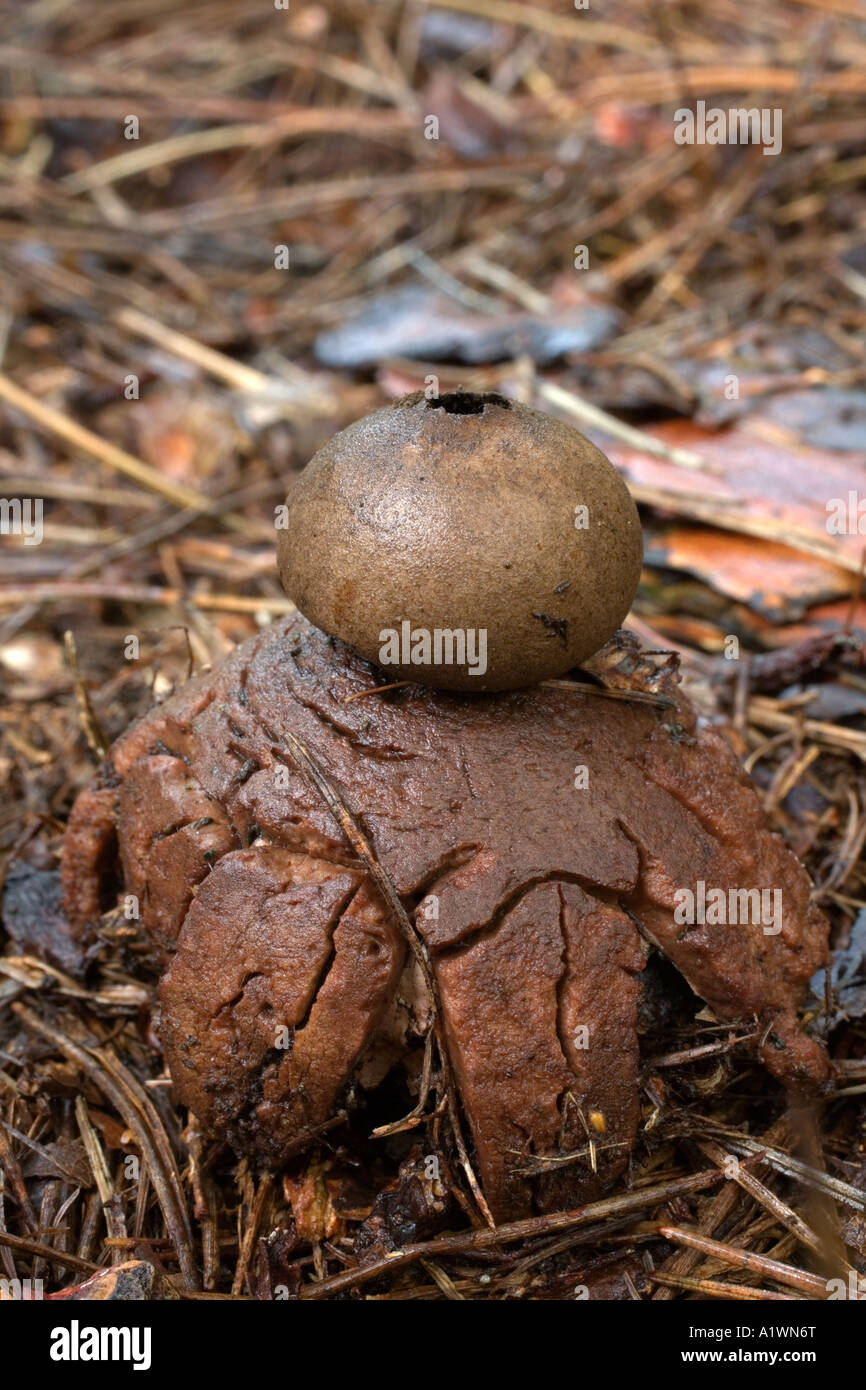 rosy earth star Geastrum rufescens autumn east anglia Stock Photo - Alamy