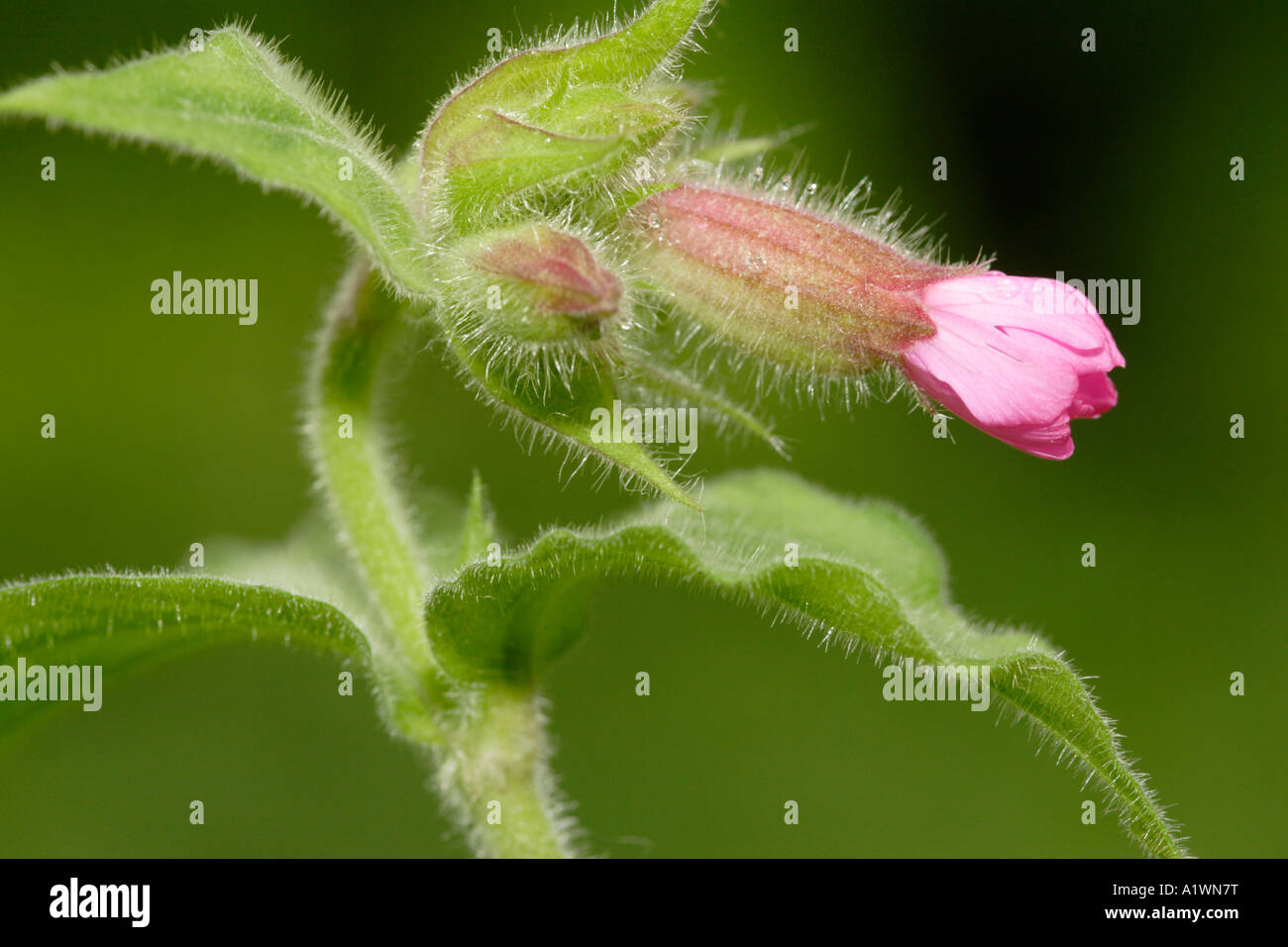 Red Campion flower (Silene dioica) England, UK Stock Photo - Alamy