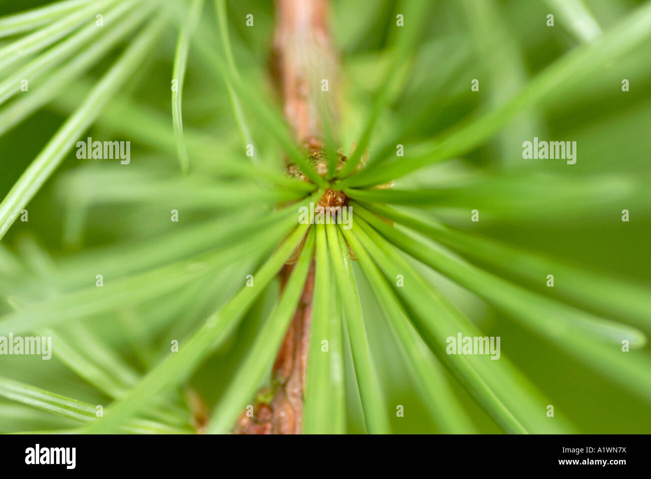 European Larch (Larix decidua) needles Stock Photo - Alamy