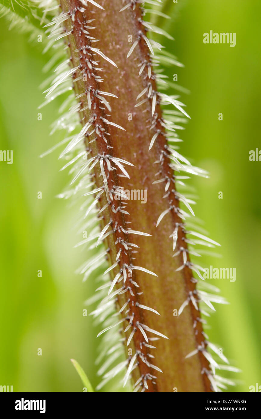 Hairs on plant stem close up England UK Stock Photo - Alamy