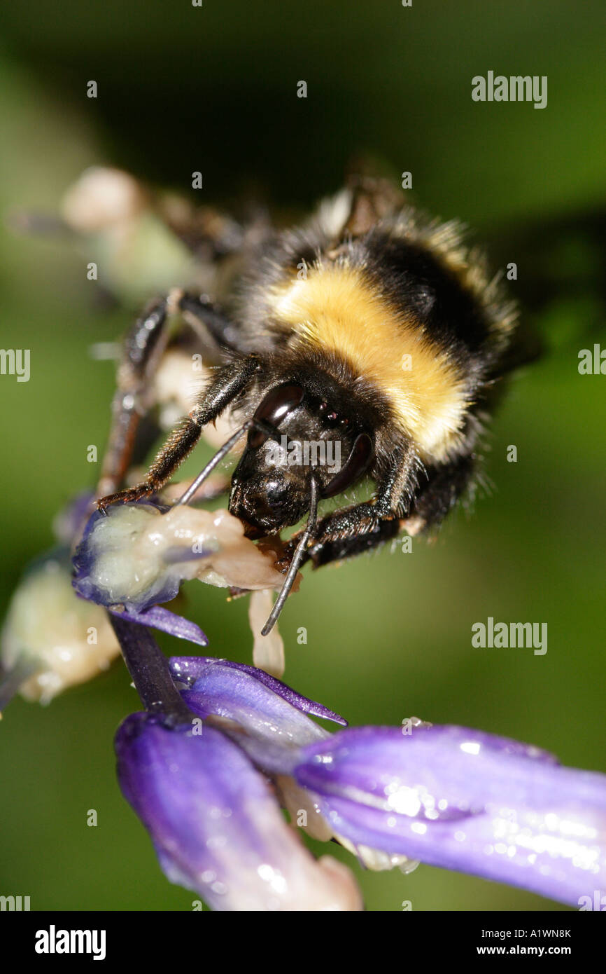 White tailed bumblebee (Bombus lucorum) climbing up Bluebell, England ...