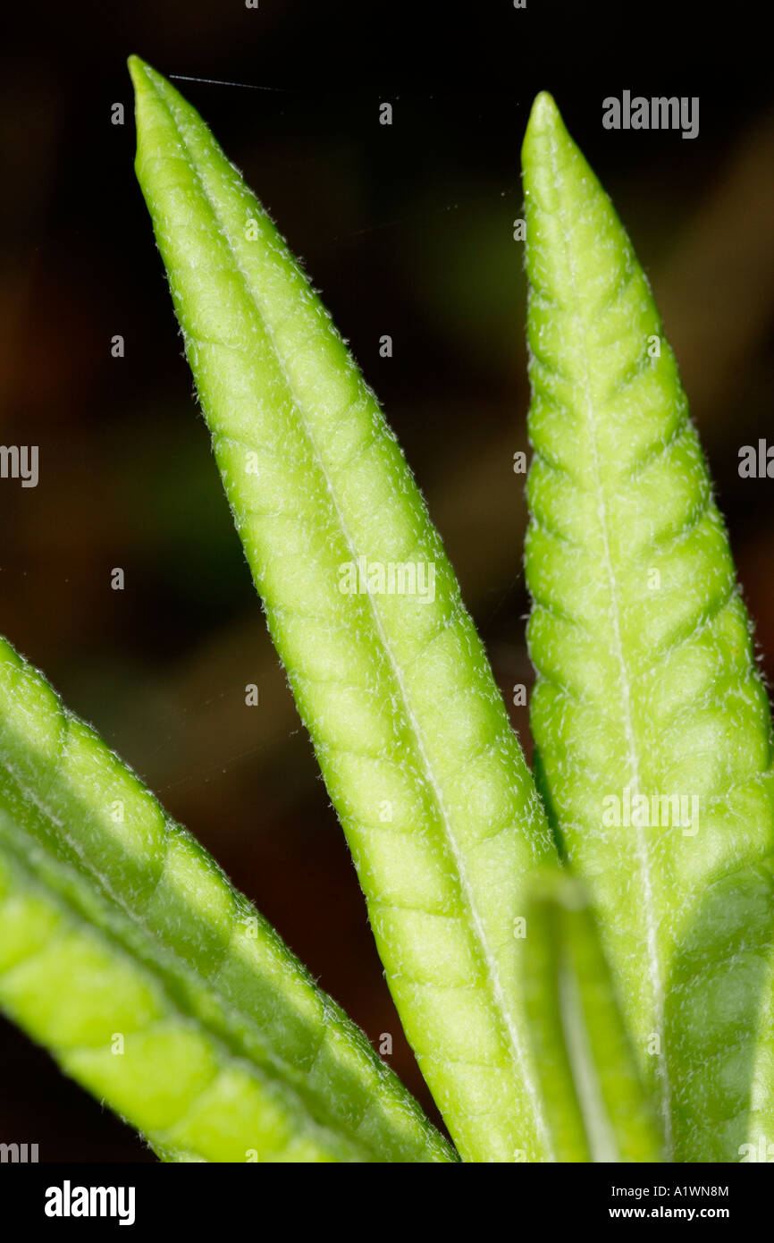 Pointed leaves close up England UK Stock Photo - Alamy