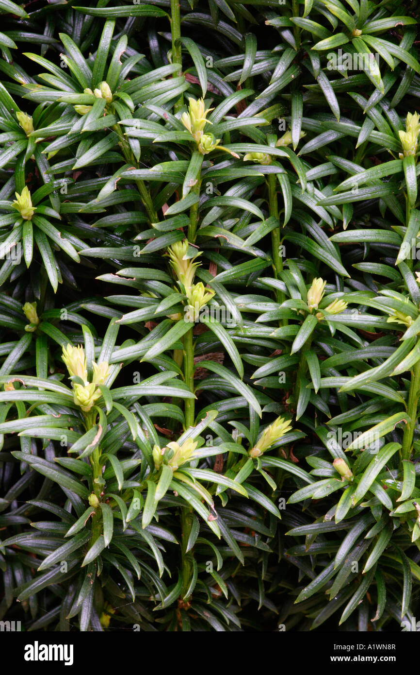 Yew tree (taxus baccata) pine needles Stock Photo - Alamy
