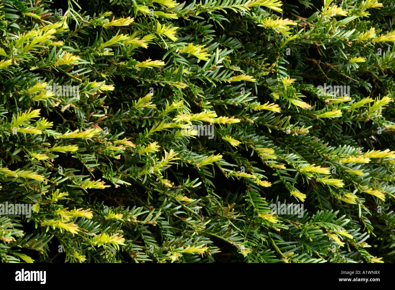 Evergreen hedge close up England UK Stock Photo - Alamy