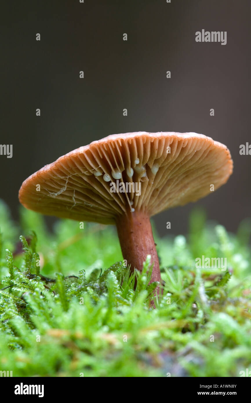 rufous milk cap Lactarius rufus east anglia autumn Stock Photo - Alamy