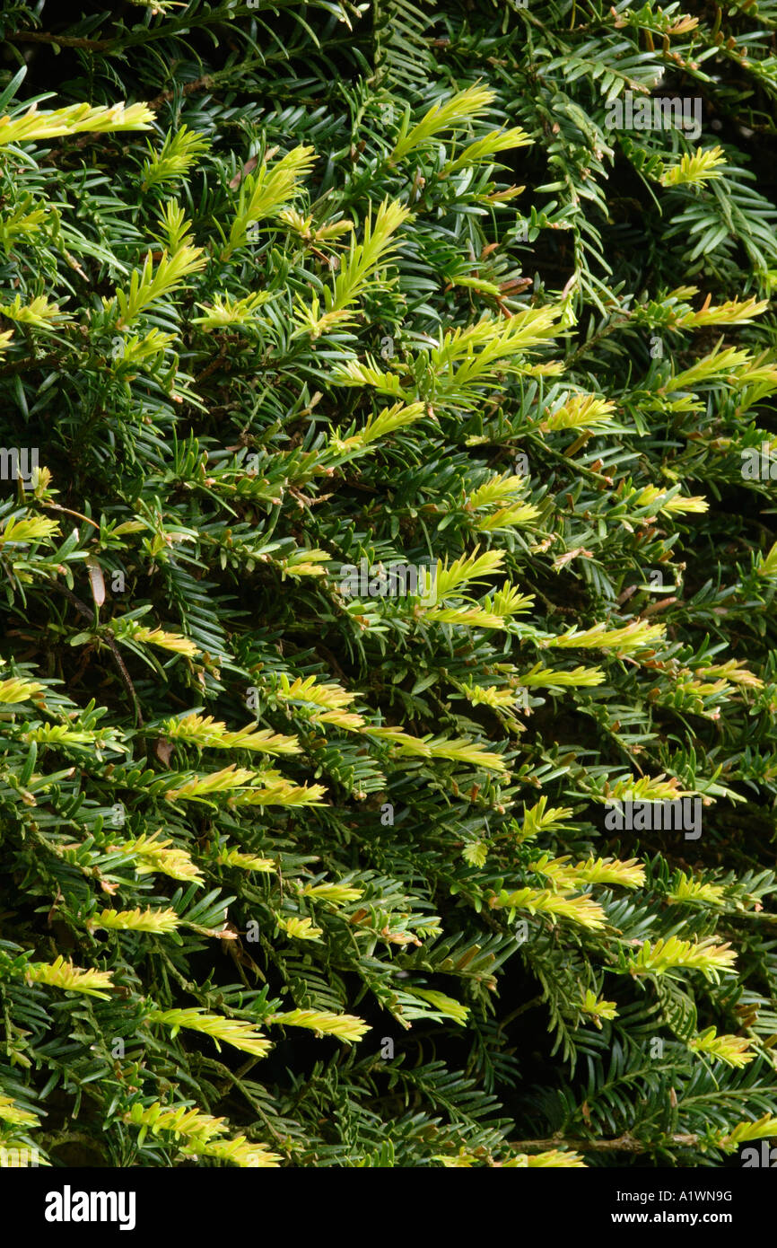 Evergreen hedge close up England UK Stock Photo - Alamy