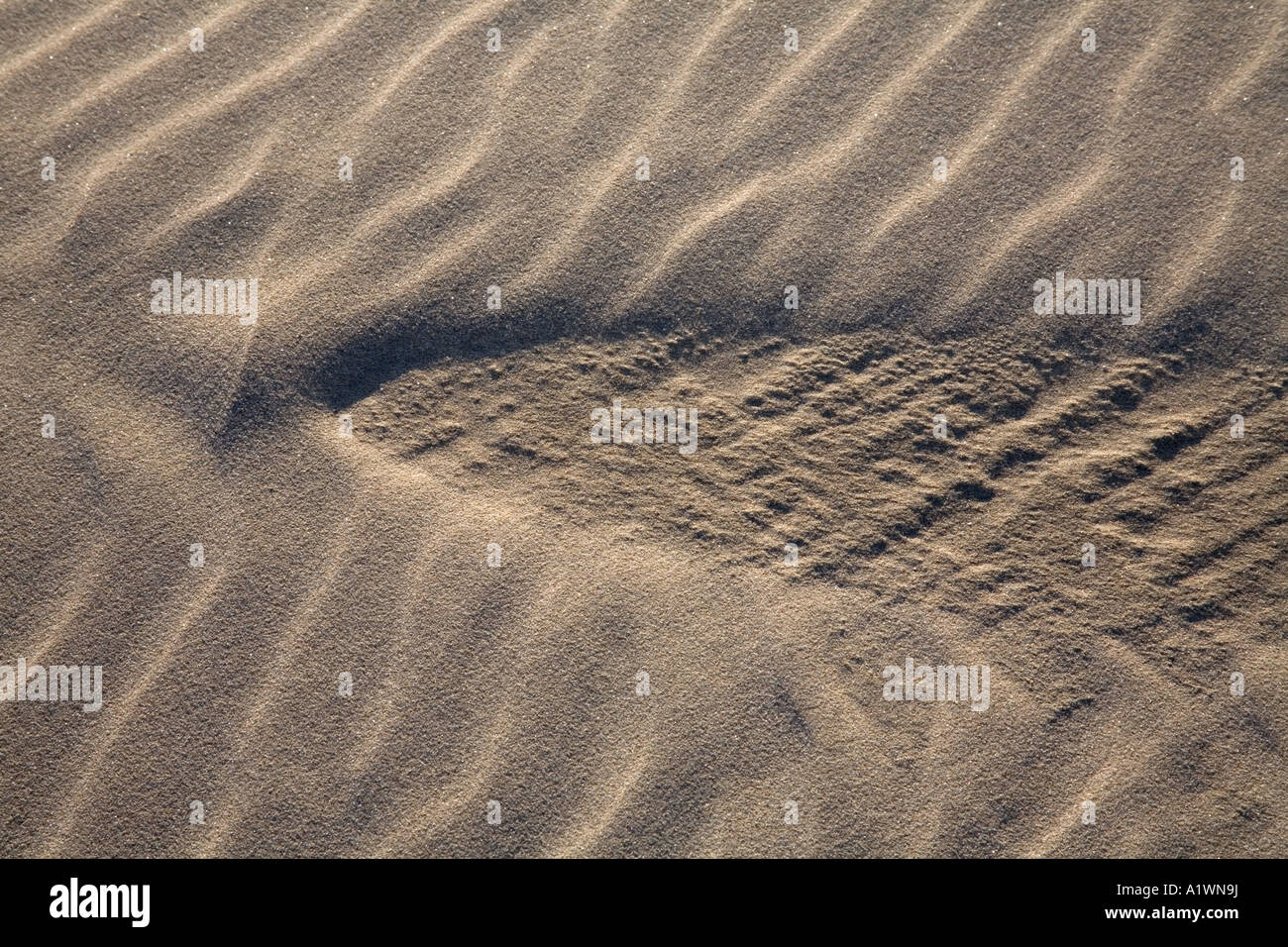 sand patterns on a beach at low tide Stock Photo - Alamy