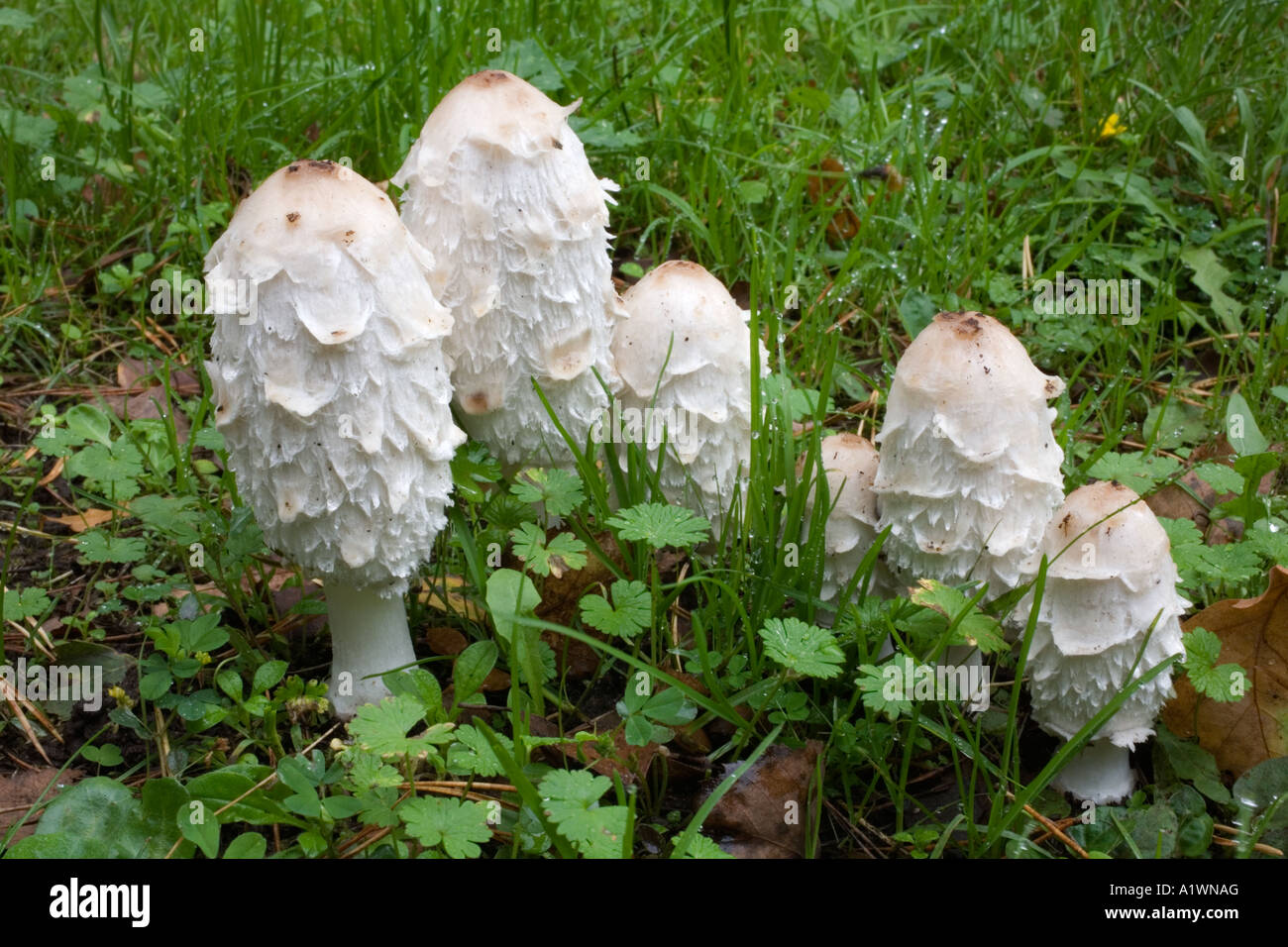 Coprinus comatus cap hi-res stock photography and images - Alamy
