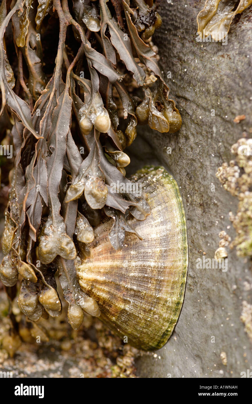 Common Limpet Patella vulgata and seaweed on rock England UK Stock ...