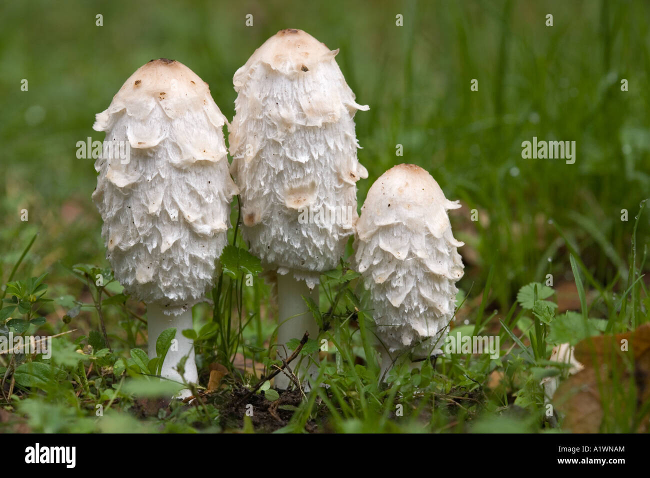 Coprinus comatus cap hi-res stock photography and images - Alamy