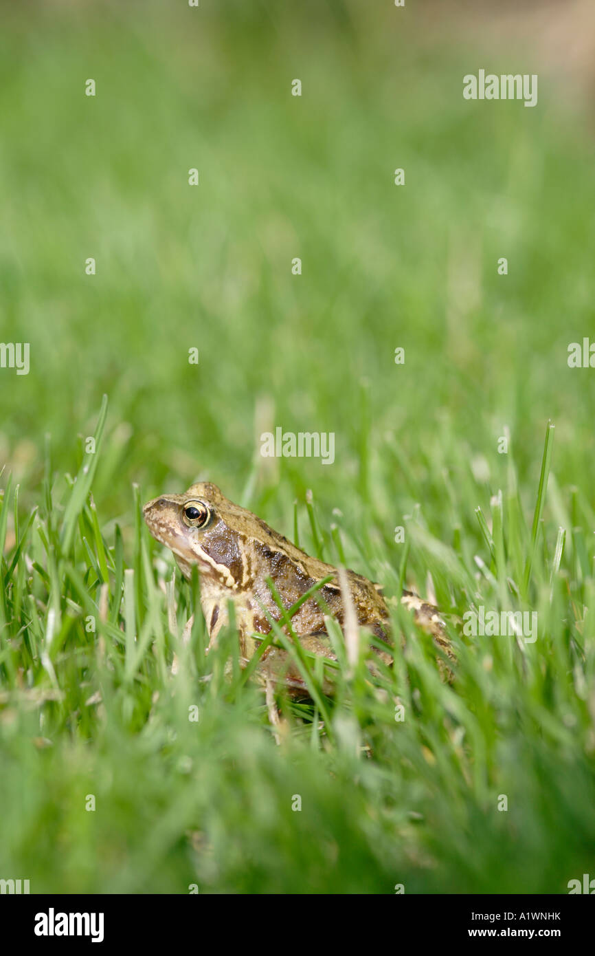 Common Frog (Rana temporaria) in grass, England, UK Stock Photo - Alamy