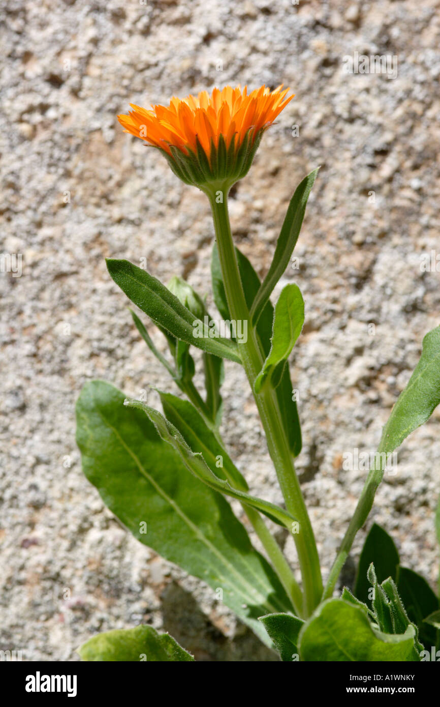 English pot Marigold (Calendula officinalis), France Stock Photo - Alamy