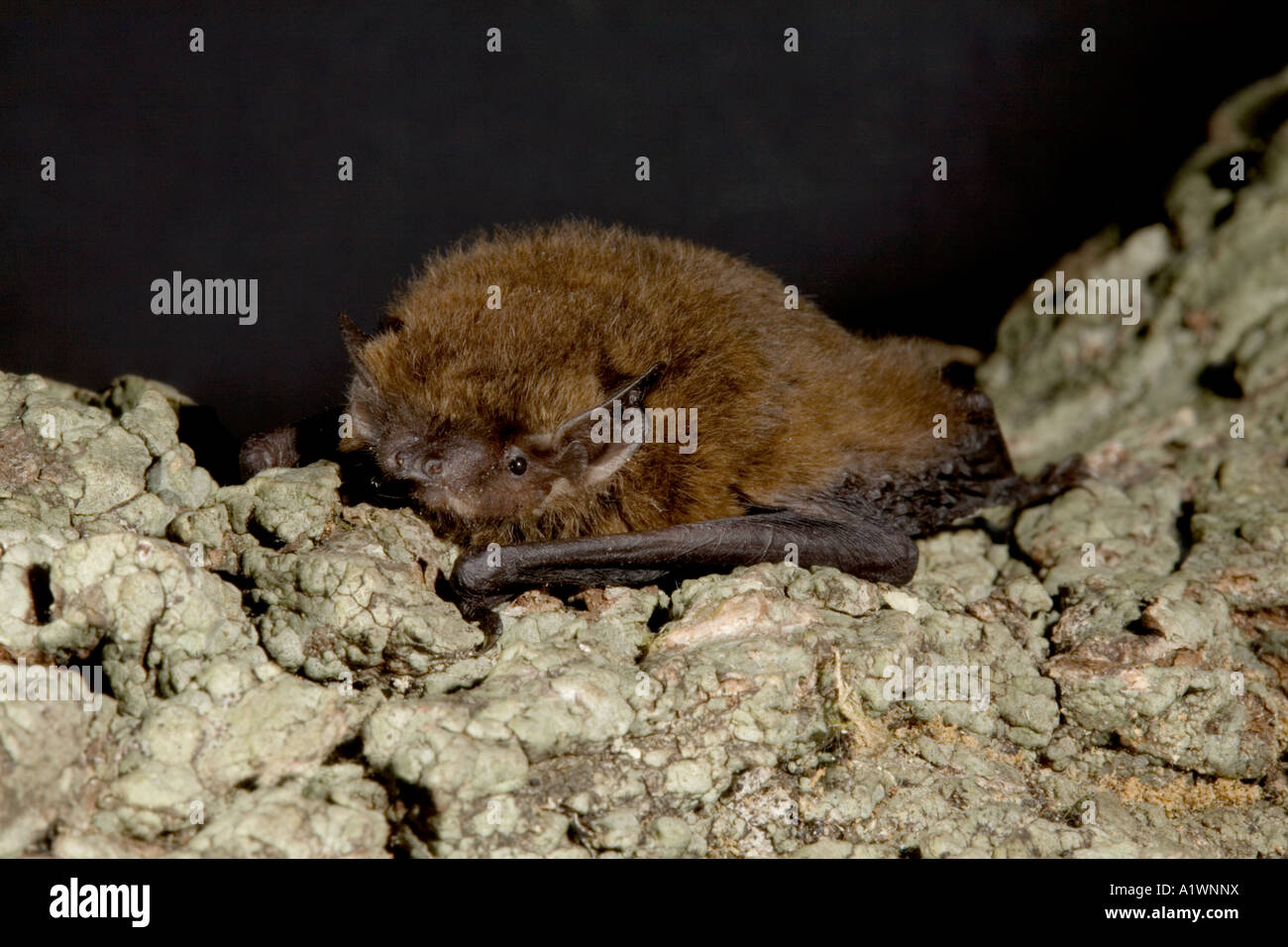 Bat tree hole hi-res stock photography and images - Alamy
