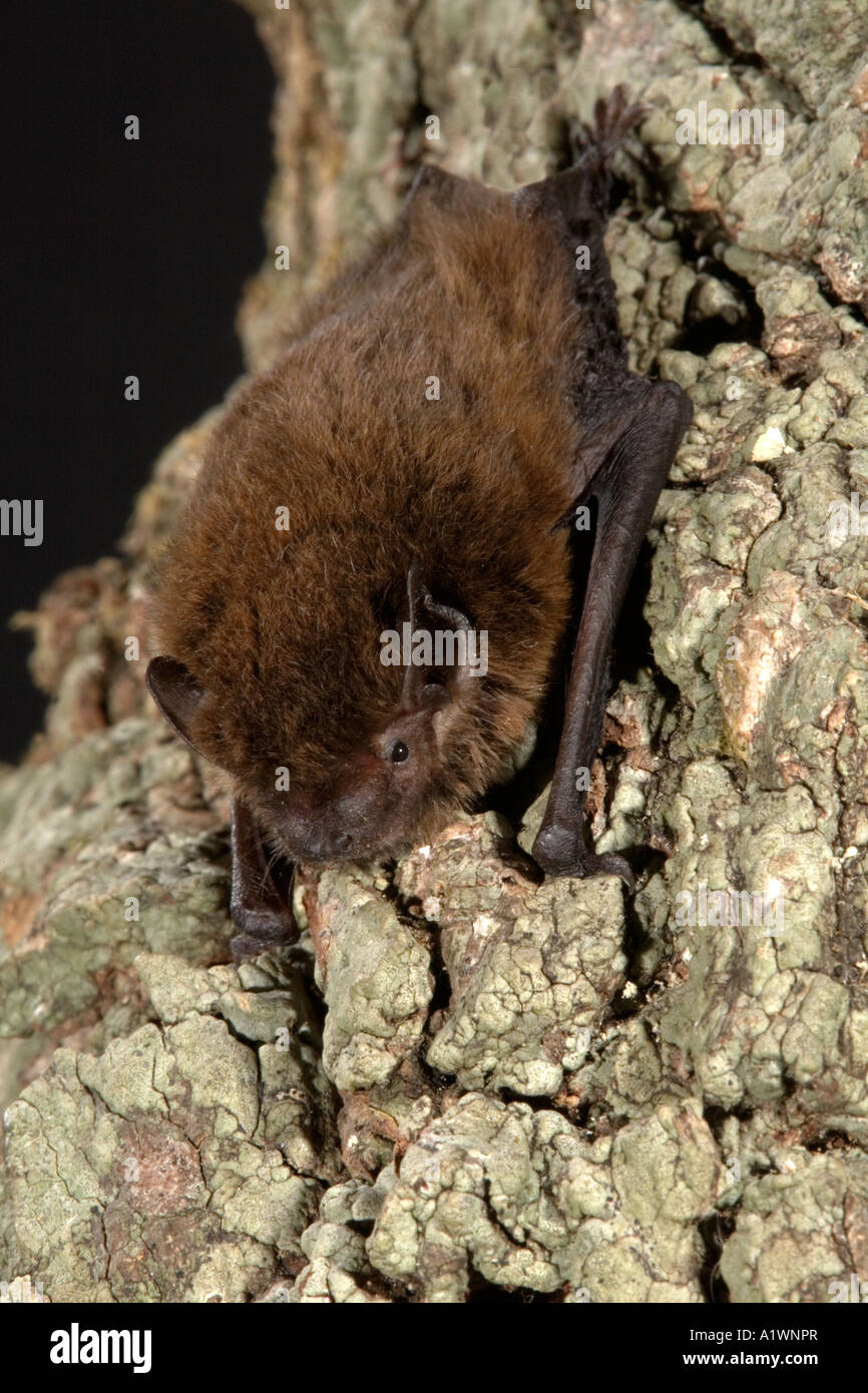 pipistrelle bat Pipistrellus pipistrellus on a log Stock Photo - Alamy