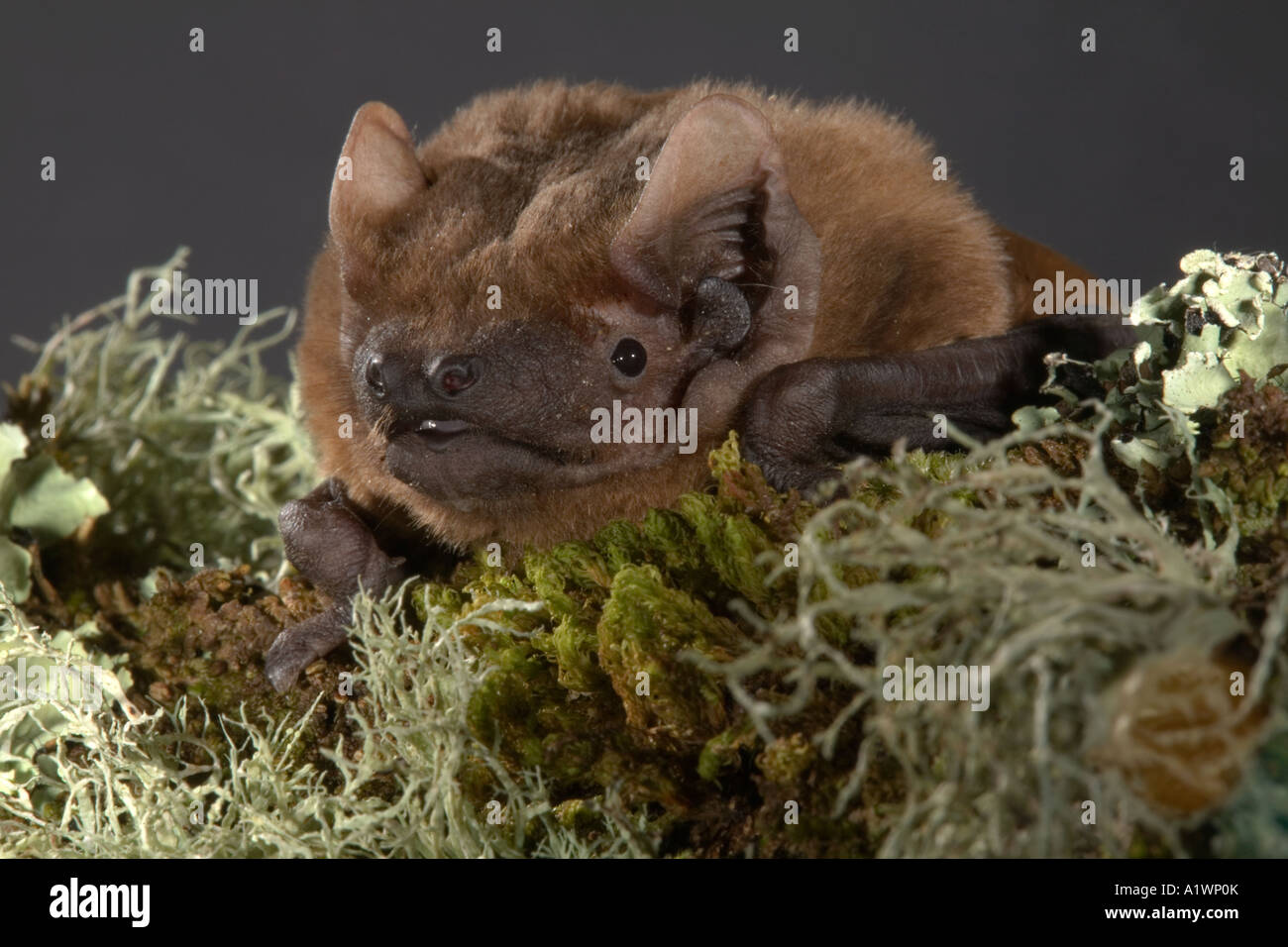 Noctule bat hi-res stock photography and images - Alamy