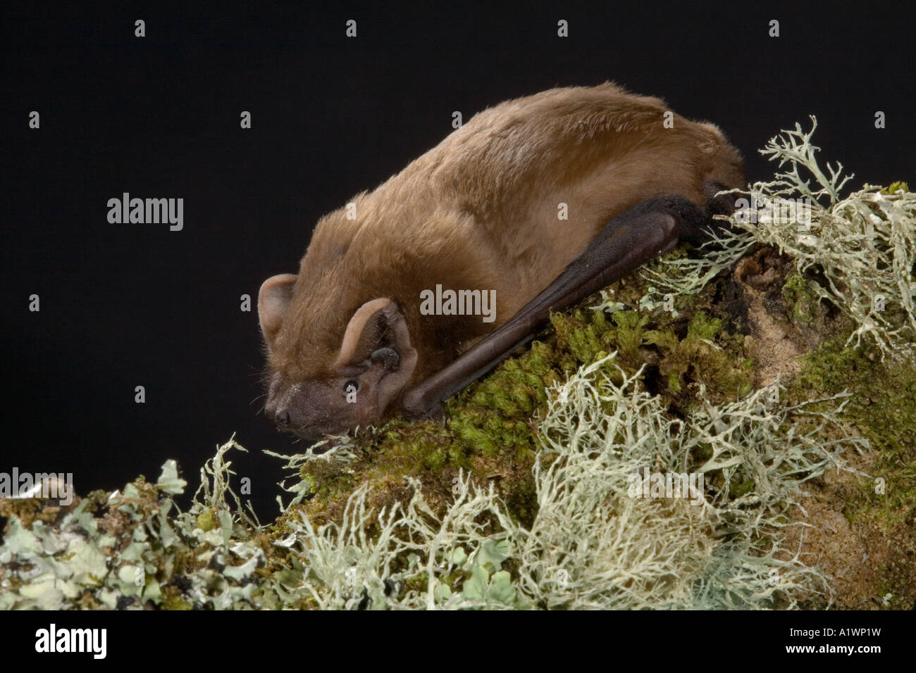 noctule bat Nyctalis noctua Stock Photo - Alamy