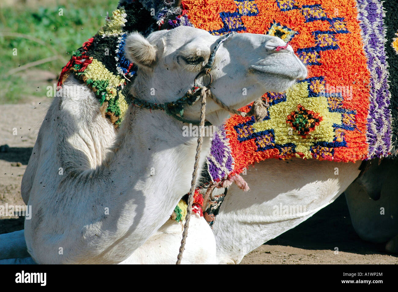 this is my best side Stock Photo - Alamy