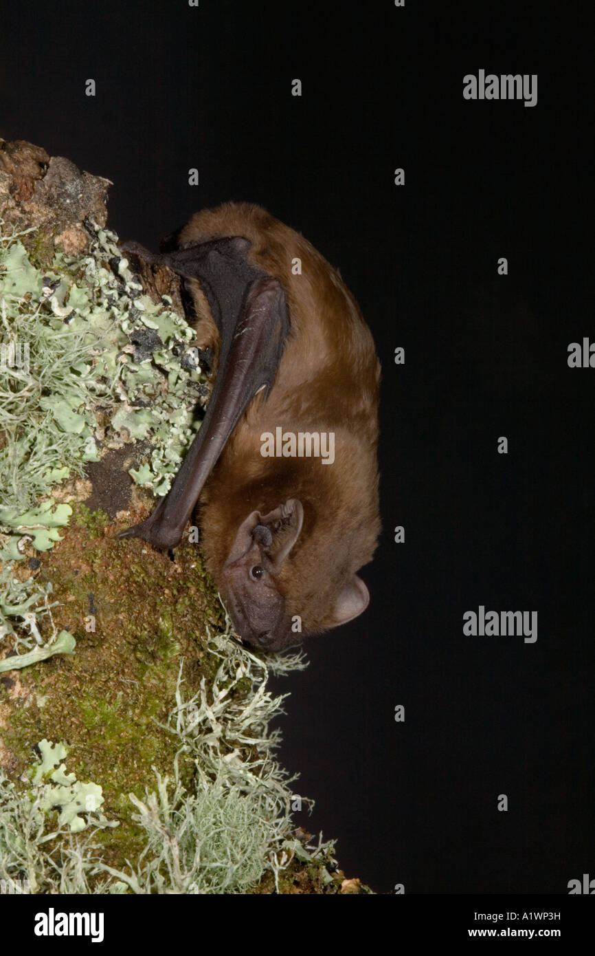 noctule bat Nyctalis noctua Stock Photo - Alamy
