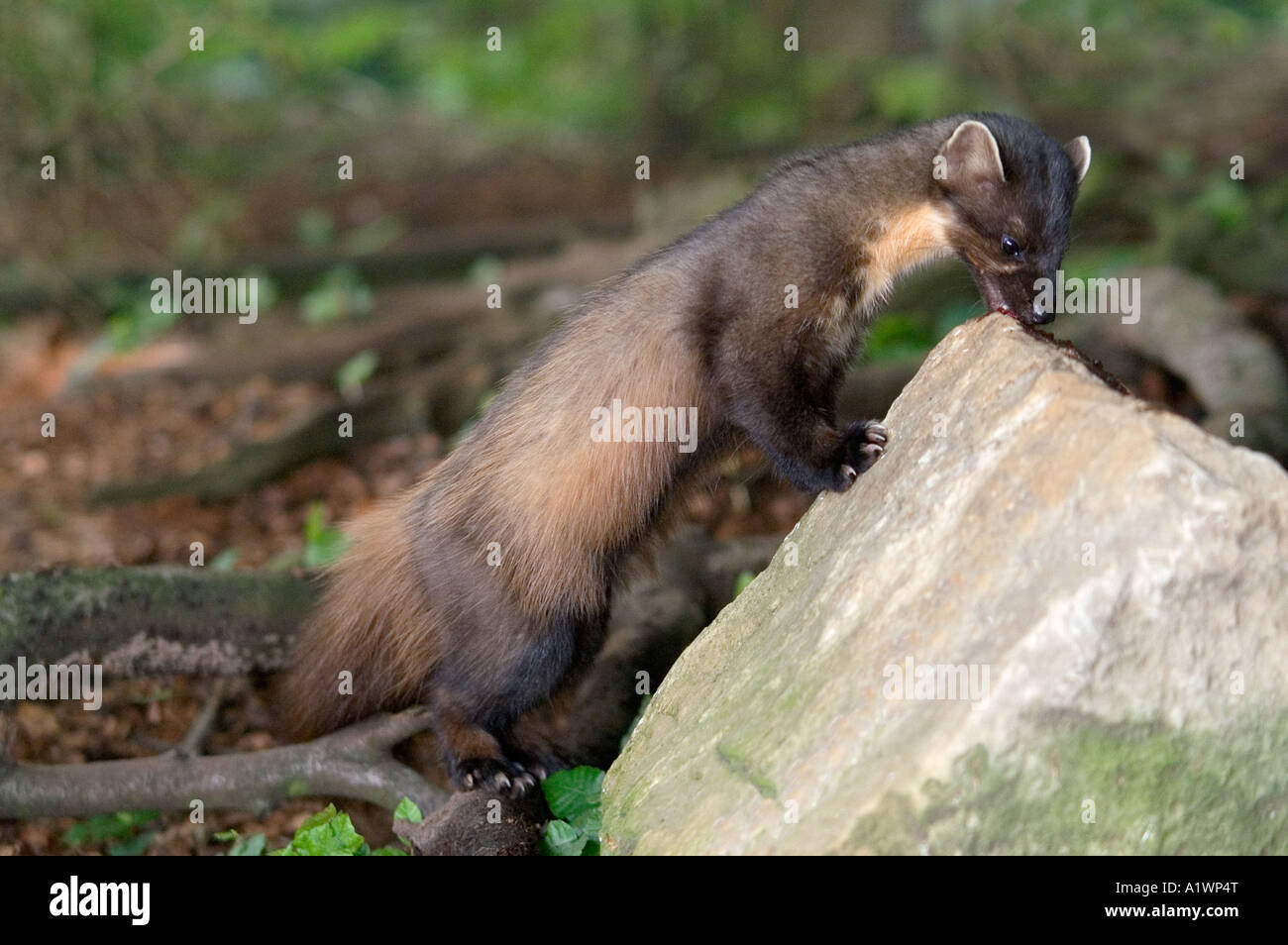 Pine marten uk feeding hi-res stock photography and images - Alamy