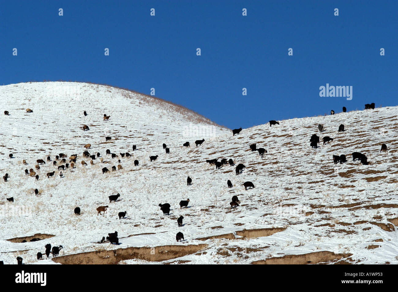 Kushk e Kona Herat province Afghanistan sheep and goats grazing Stock ...