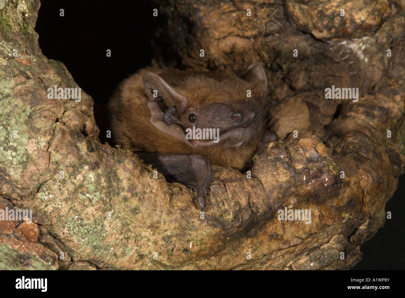 Bat tree hole hi-res stock photography and images - Alamy