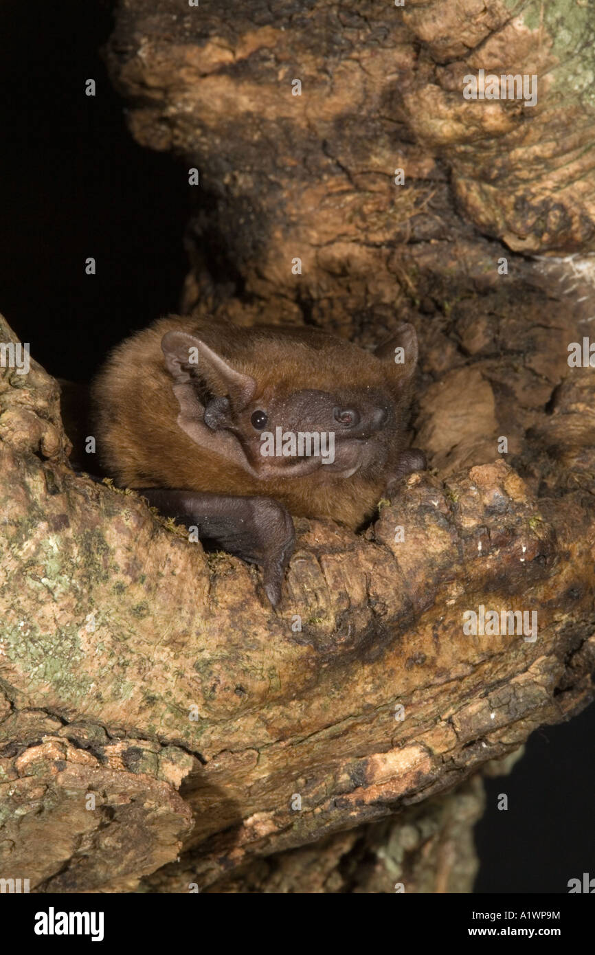 noctule bat Nyctalis noctua in tree hole Stock Photo - Alamy