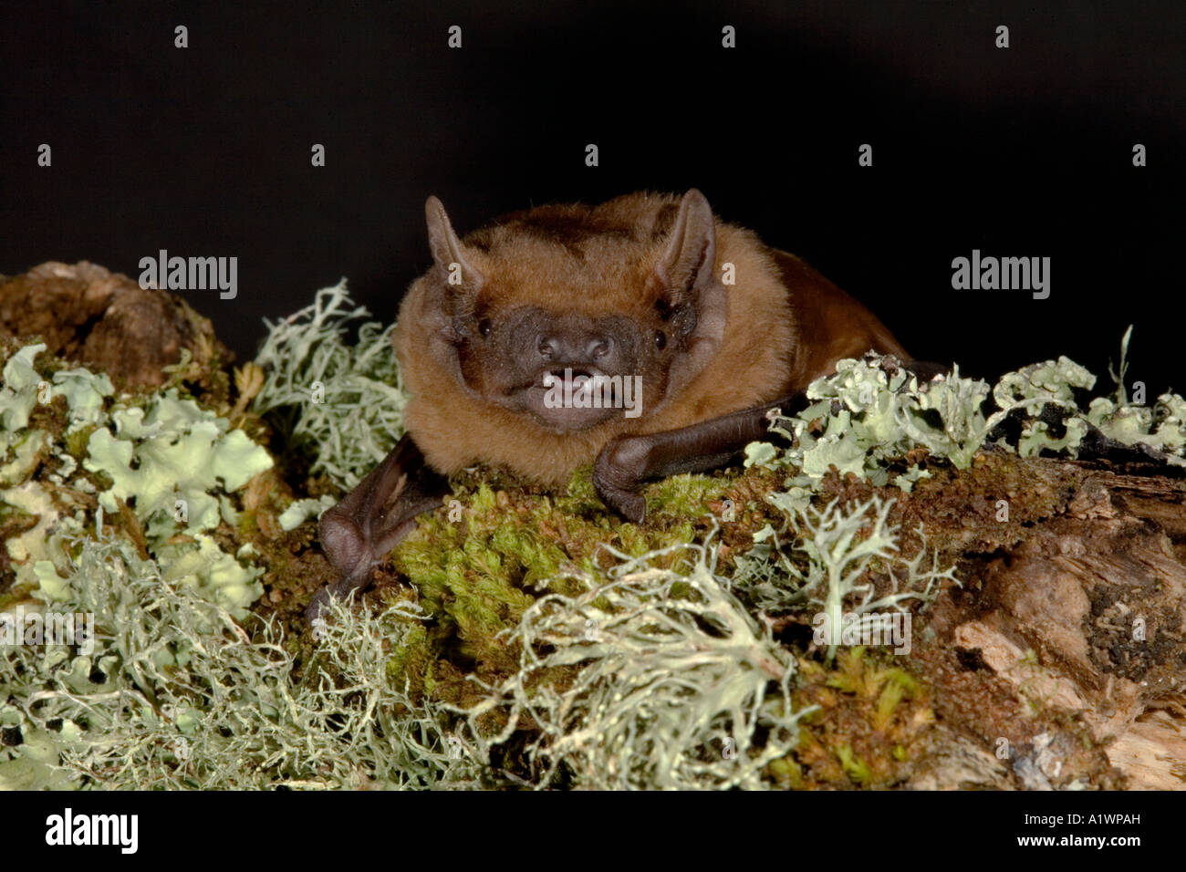 Nyctalis hi-res stock photography and images - Alamy