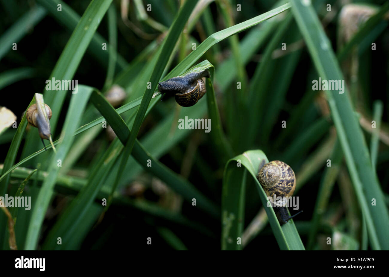 Snails on leaves in a garden Stock Photo - Alamy