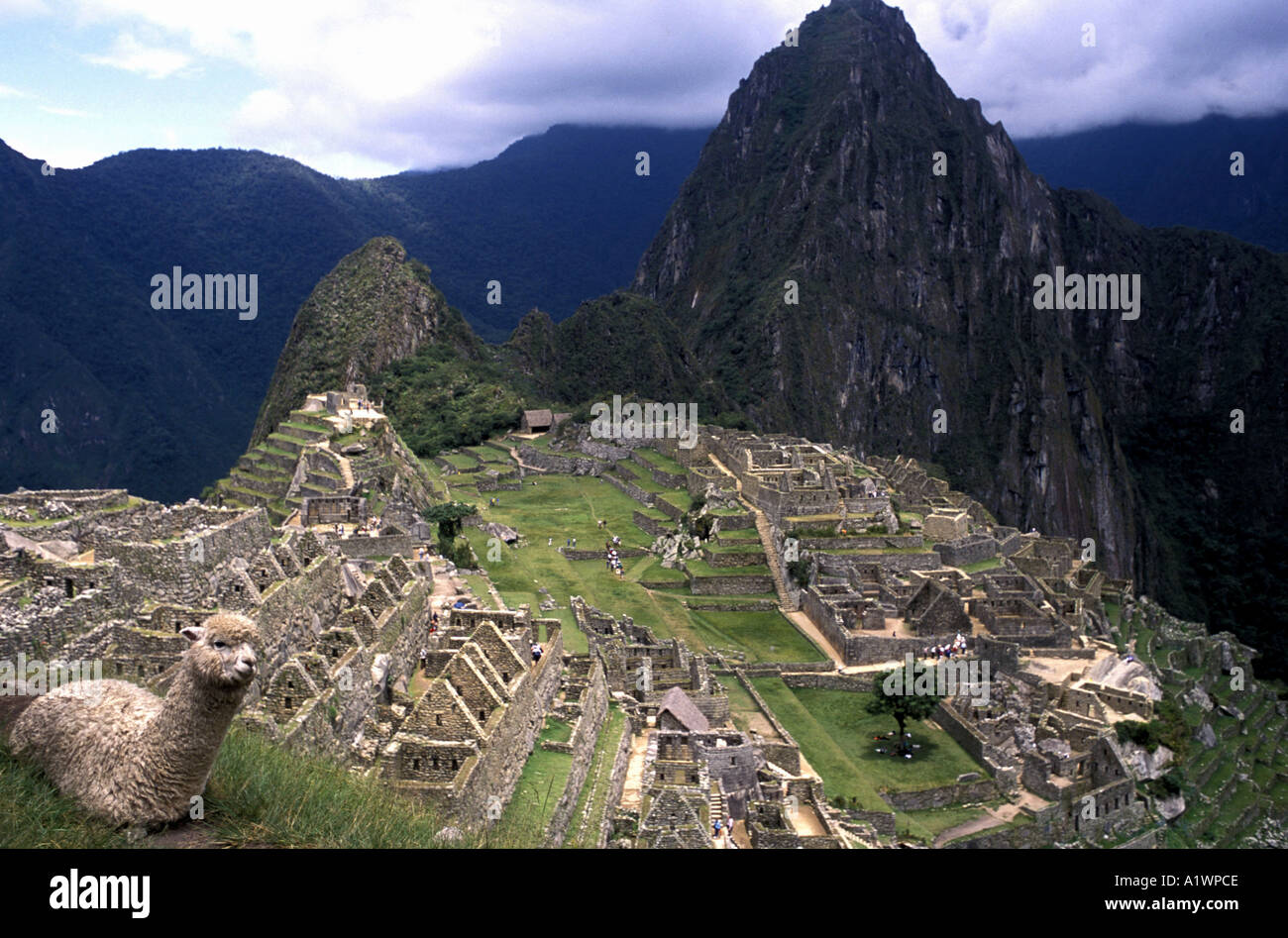 A llama on the mountain side by the Inca ruins at Machu Pichu Peru ...