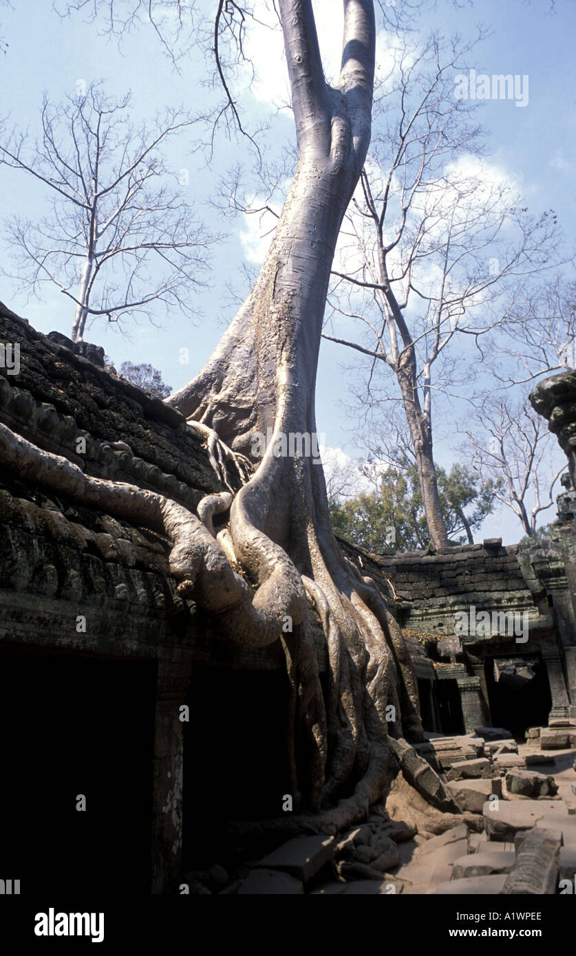Ankor wat ta tree hi-res stock photography and images - Alamy