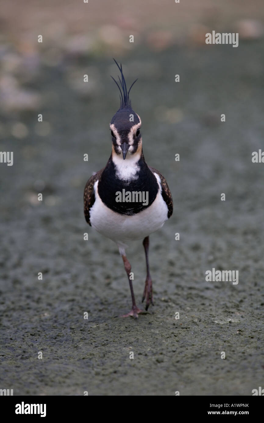 Lapwing portrait hi-res stock photography and images - Alamy