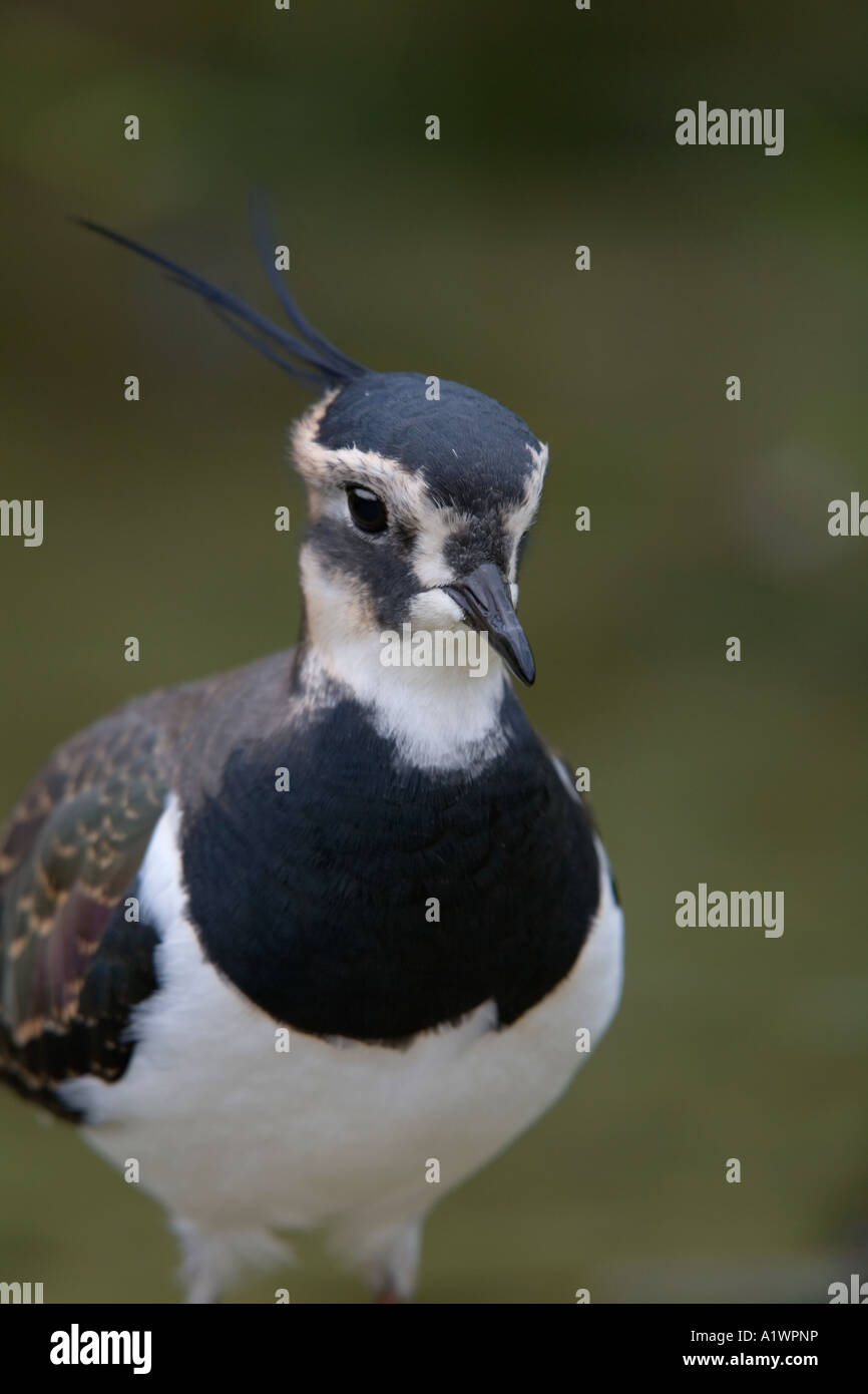 Lapwing united kingdom hi-res stock photography and images - Alamy