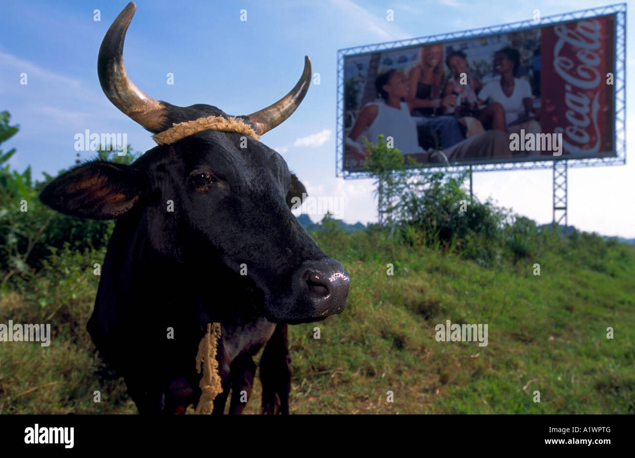 A domesticated cow tethered at the side of a road near a Coca-Cola sign ...