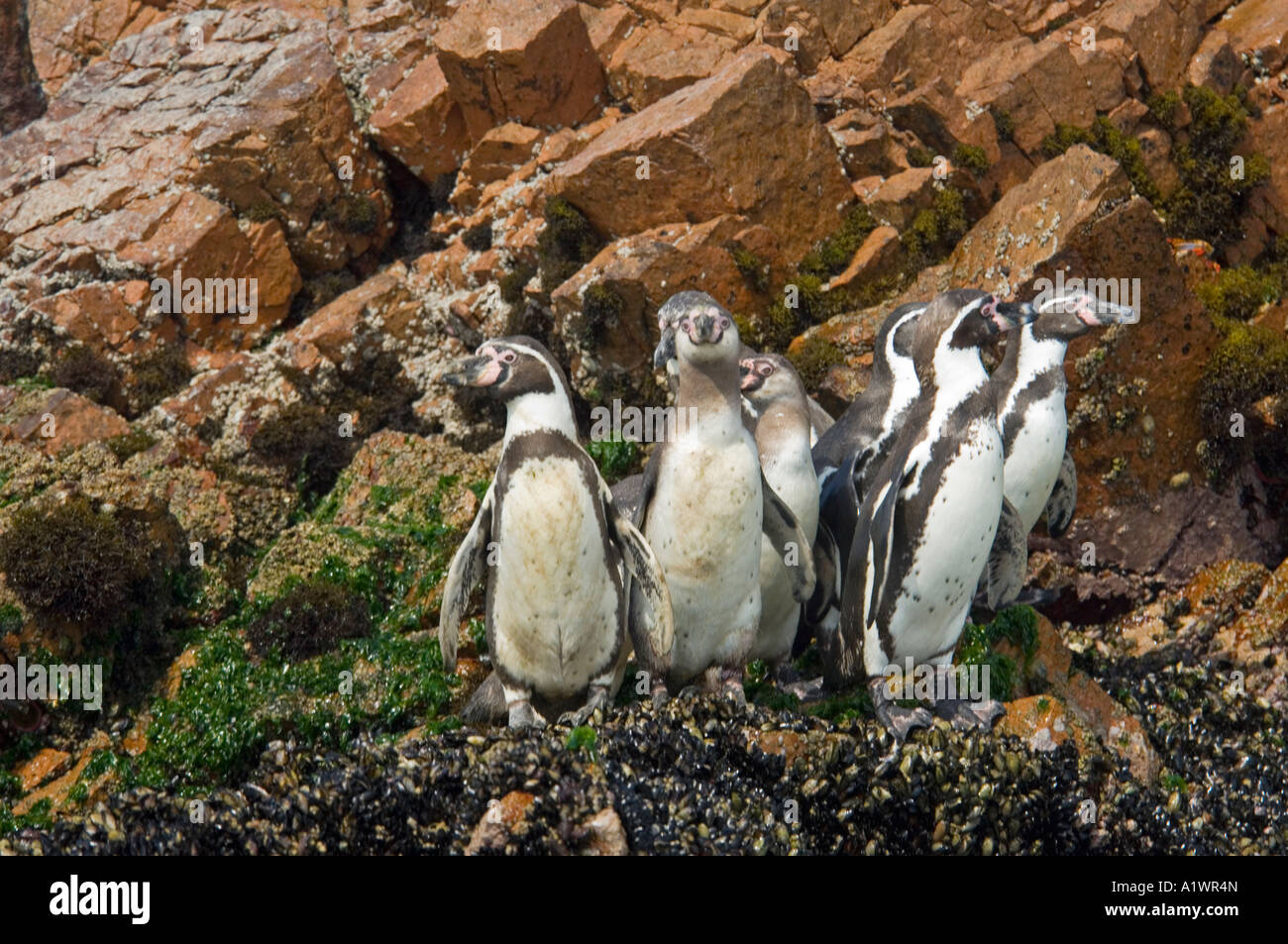 A group of Humboldt Penguins (Spheniscus humboldti aka Peruvian Penguin ...