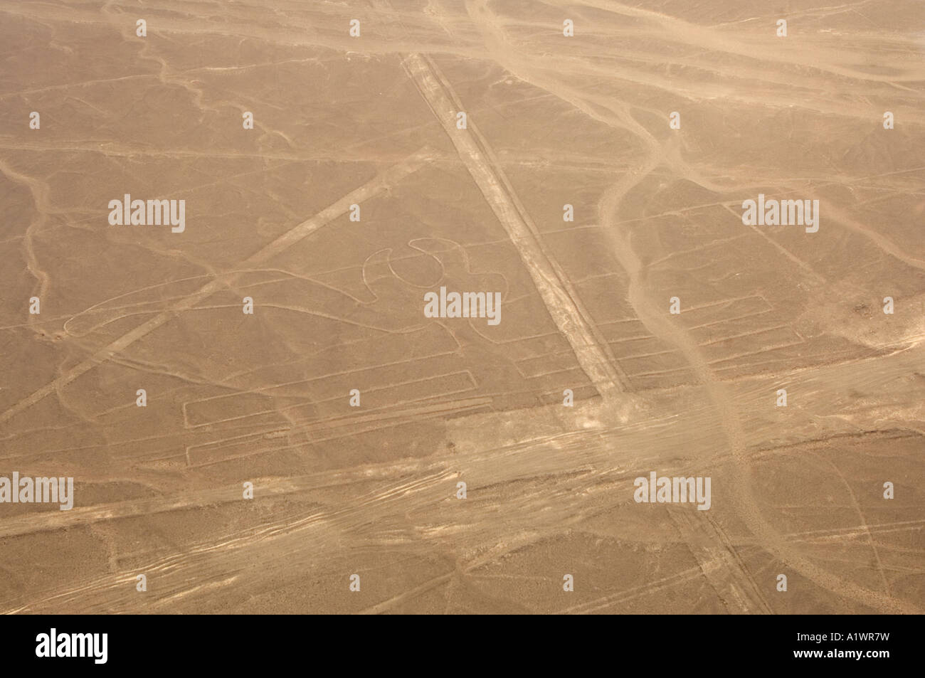The parrot nazca lines peru hi-res stock photography and images - Alamy