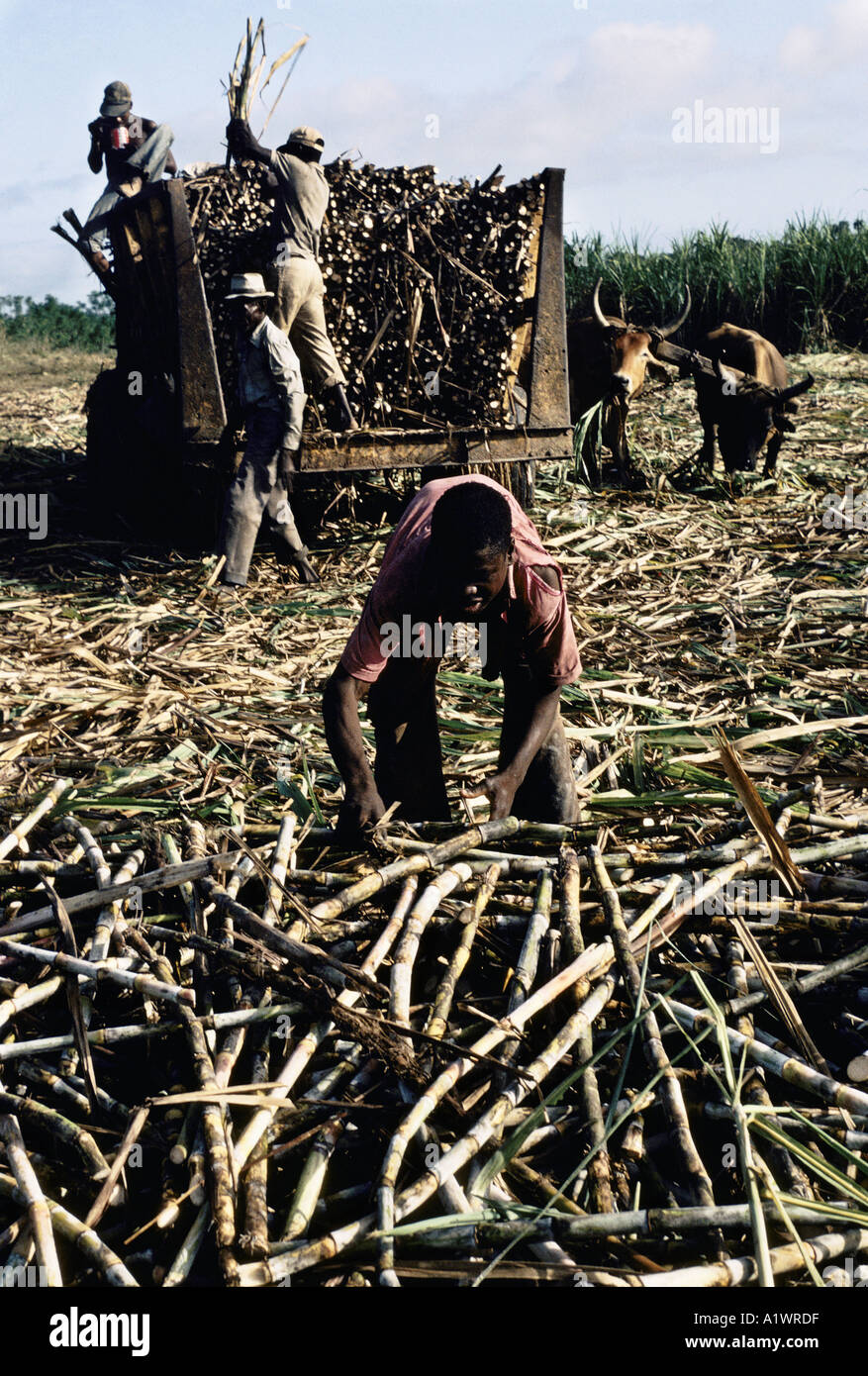 HAITIAN SUGAR WORKERS .LOADING CUT CANE FOR WEIGHING AND TRANSPORT TO ... HAITIAN SUGAR WORKERS .LOADING CUT CANE FOR WEIGHING AND TRANSPORT TO ...