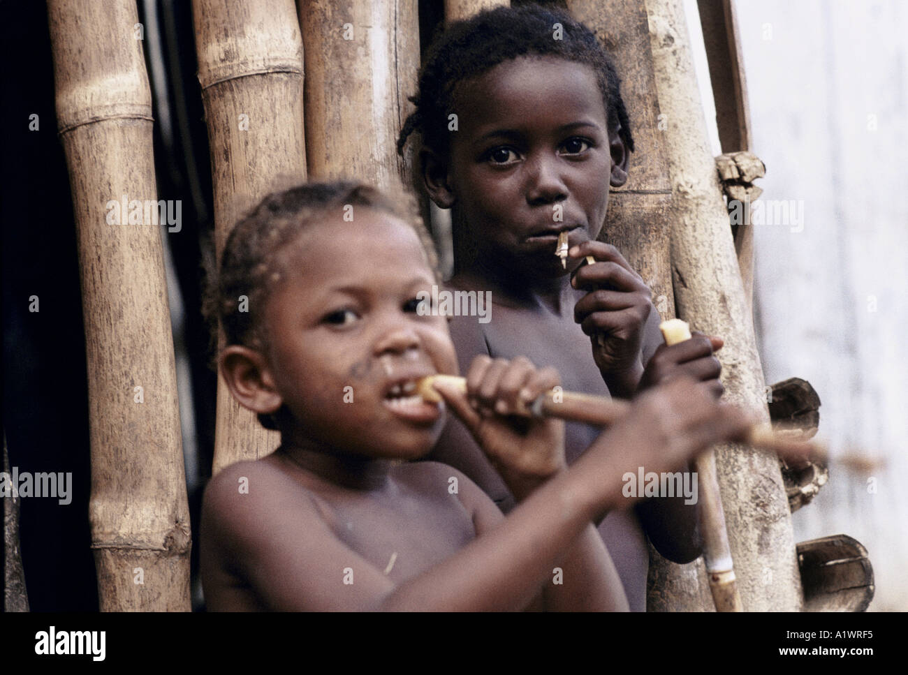 HAITIAN SUGAR WORKERS CHILDREN EATING SUGAR CANE 1992 Stock Photo - Alamy