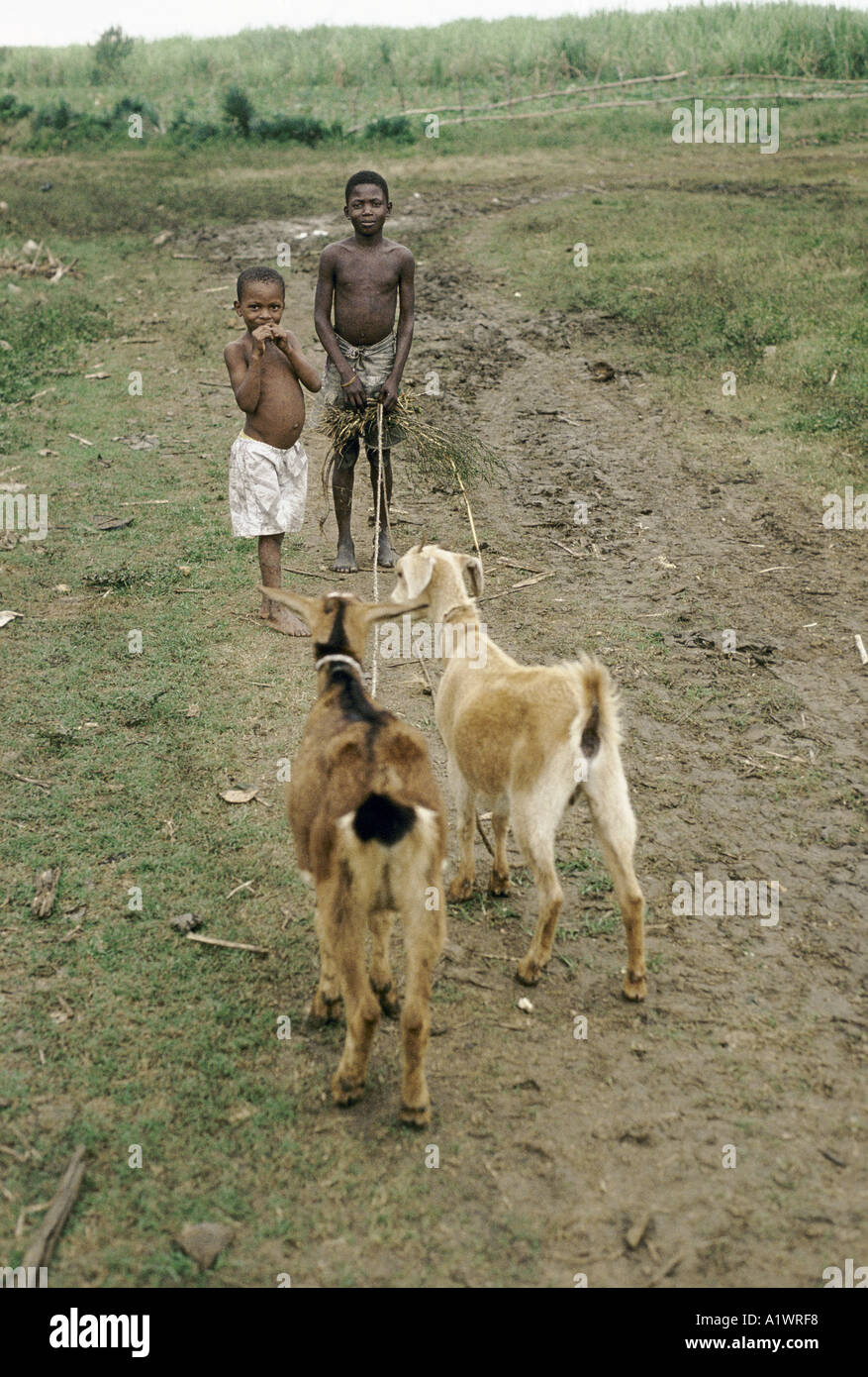 Children looking after animals hi-res stock photography and images - Alamy