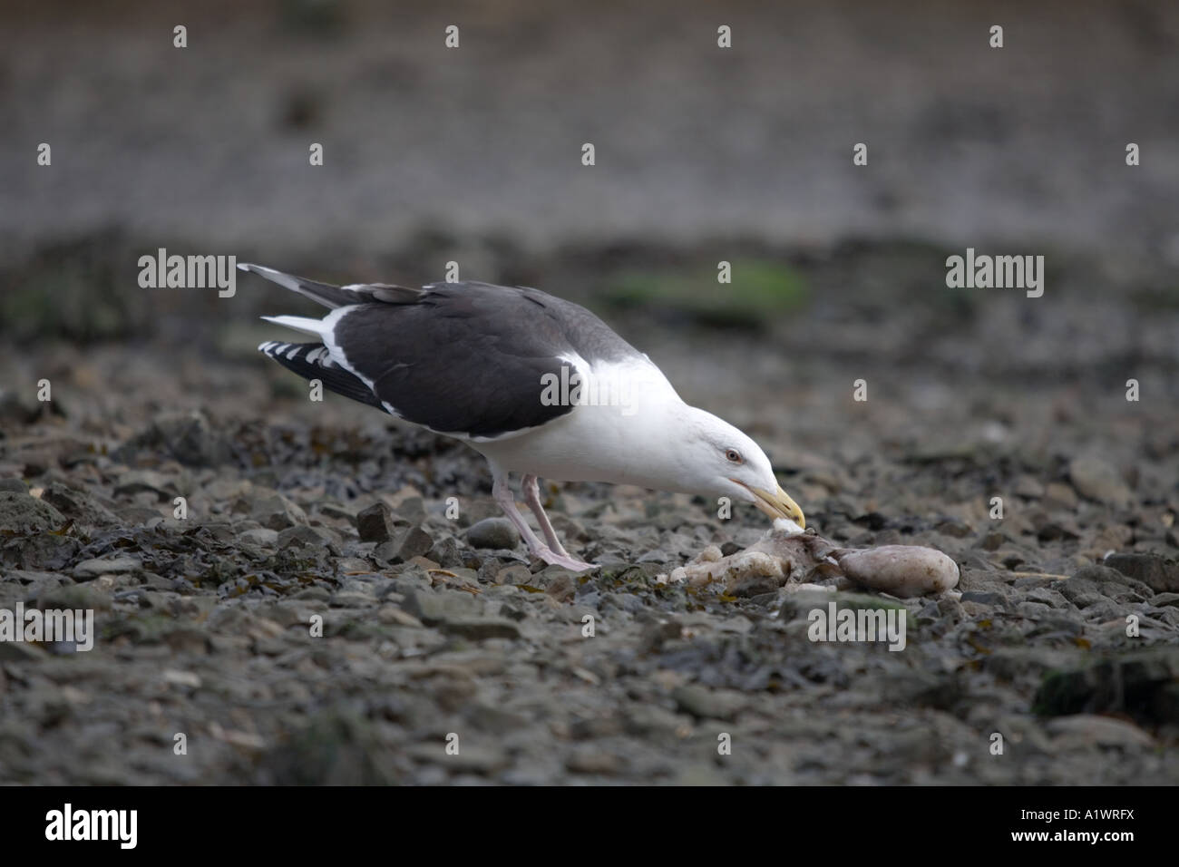 Octopus beak hi-res stock photography and images - Alamy