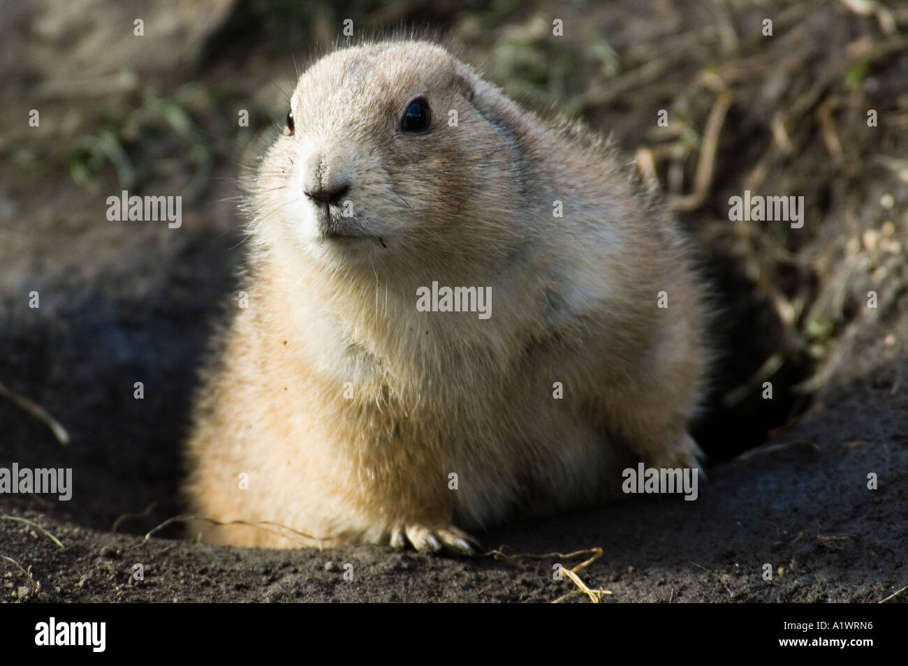 Calgary zoo attraction hi-res stock photography and images - Alamy