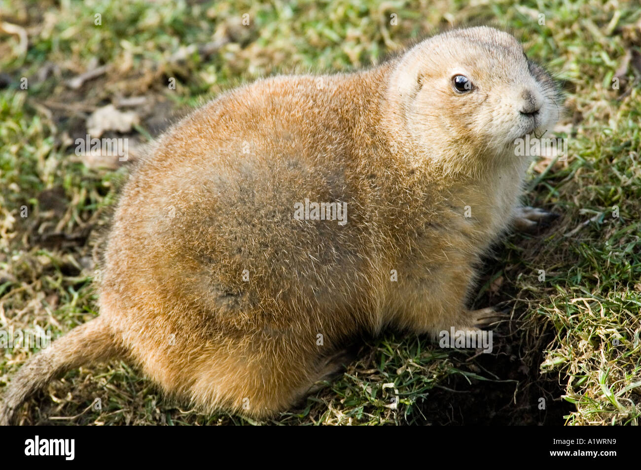 Calgary zoo attraction hi-res stock photography and images - Alamy