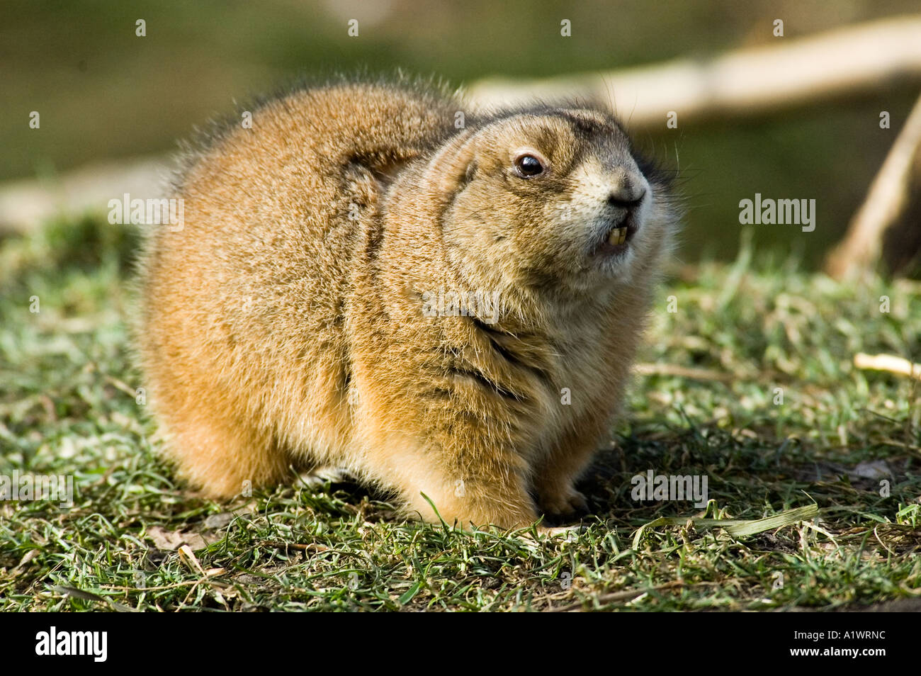 Calgary zoo attraction hi-res stock photography and images - Alamy