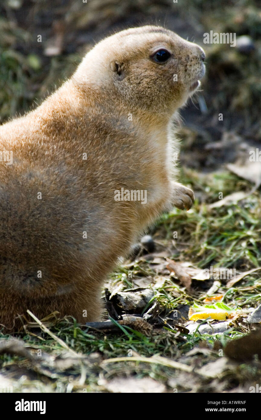 Calgary zoo attraction hi-res stock photography and images - Alamy