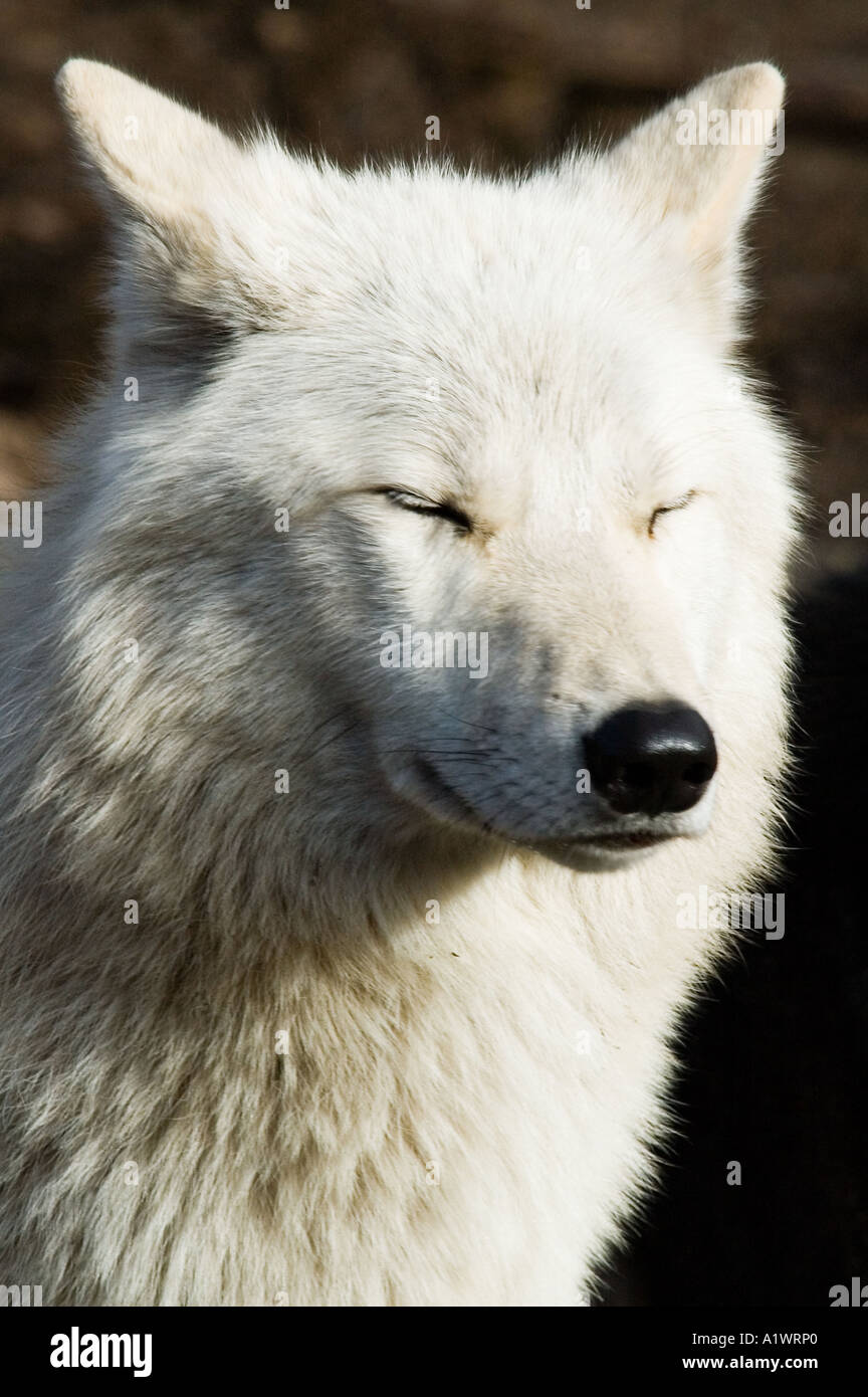 Wolf canis lupus alberta hi-res stock photography and images - Alamy