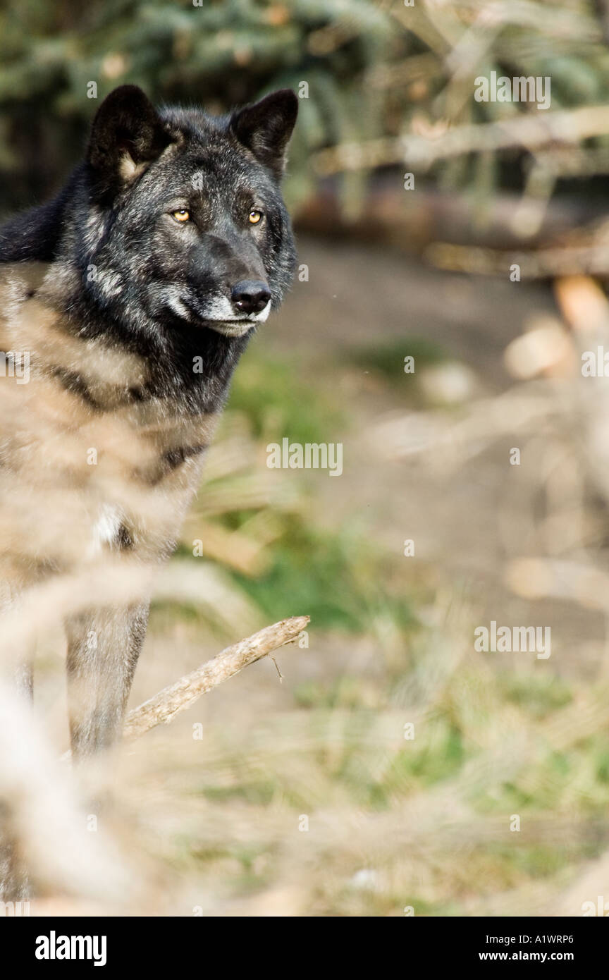 Big bad wolves hi-res stock photography and images - Alamy