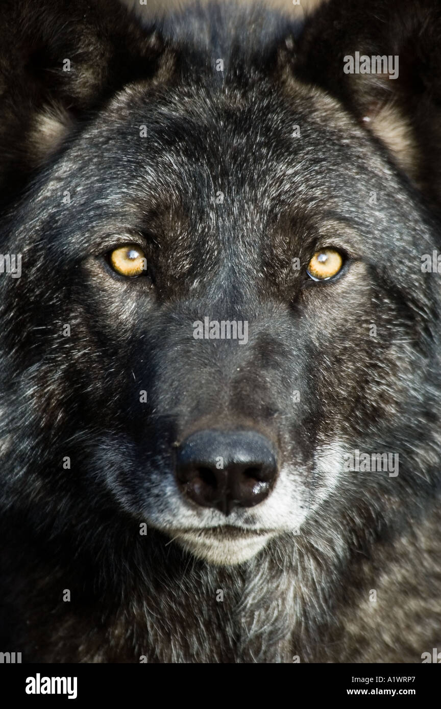 Big bad wolves hi-res stock photography and images - Alamy