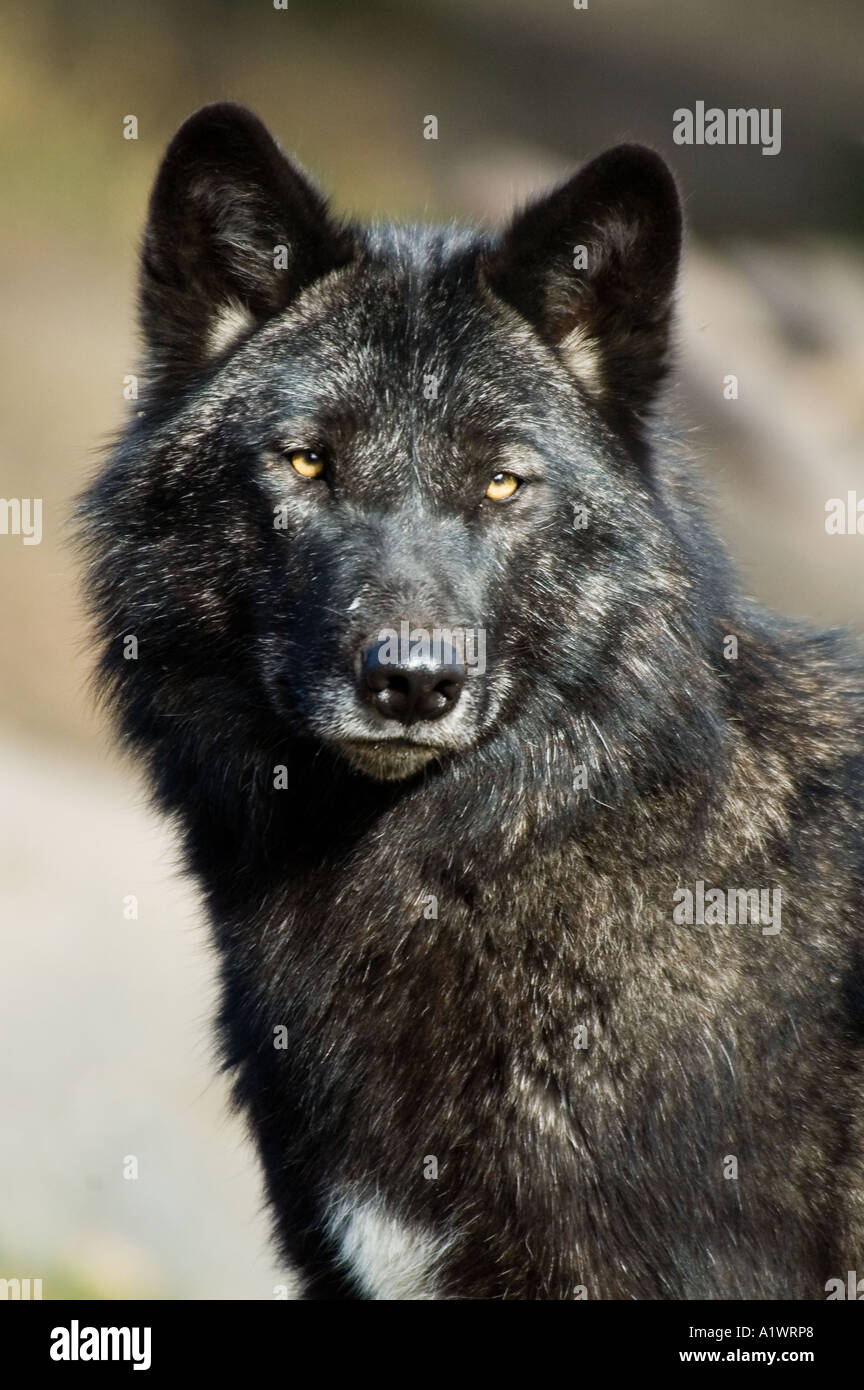 Big bad wolves hi-res stock photography and images - Alamy