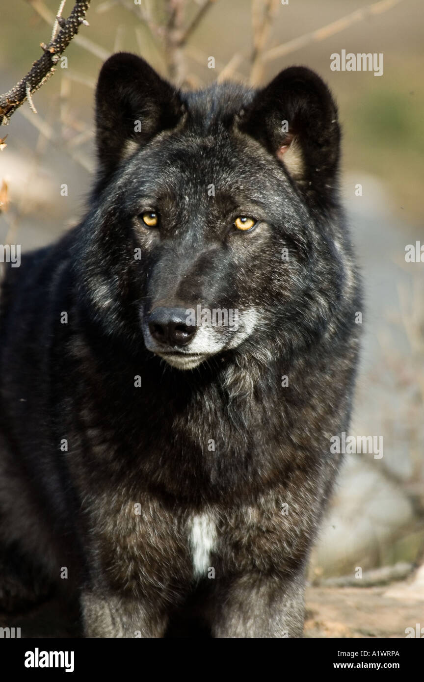Wolf canis lupus alberta hi-res stock photography and images - Alamy